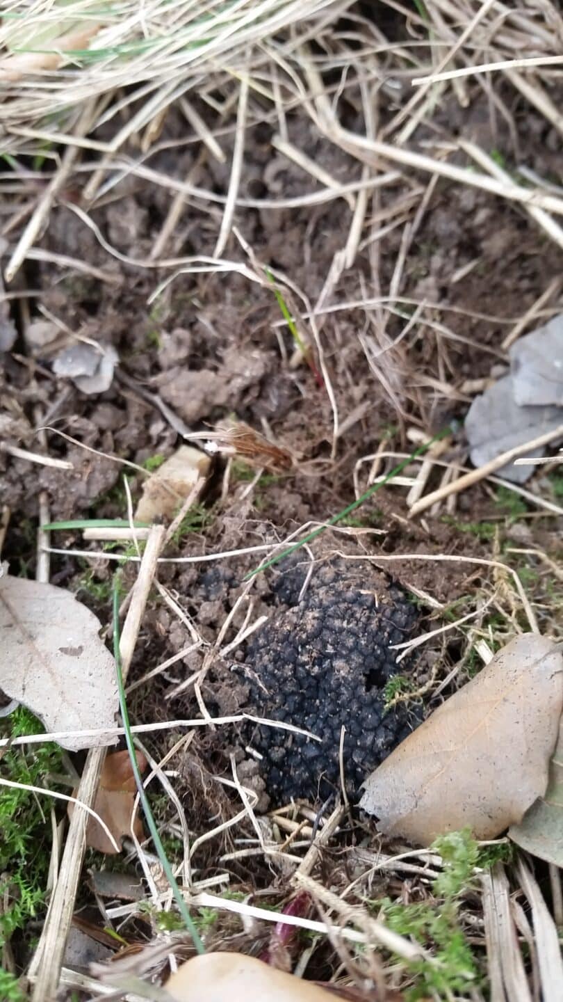 Black Truffles in Macedonia - American Truffle Company